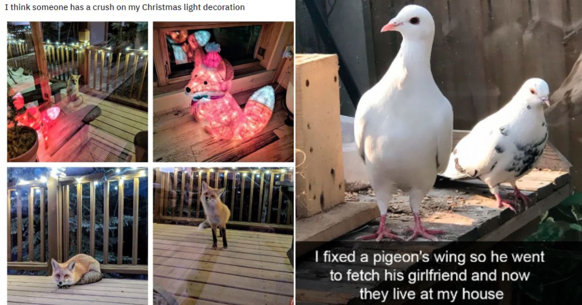 15 wholesome and heartwarming animal pictures to get you through the day