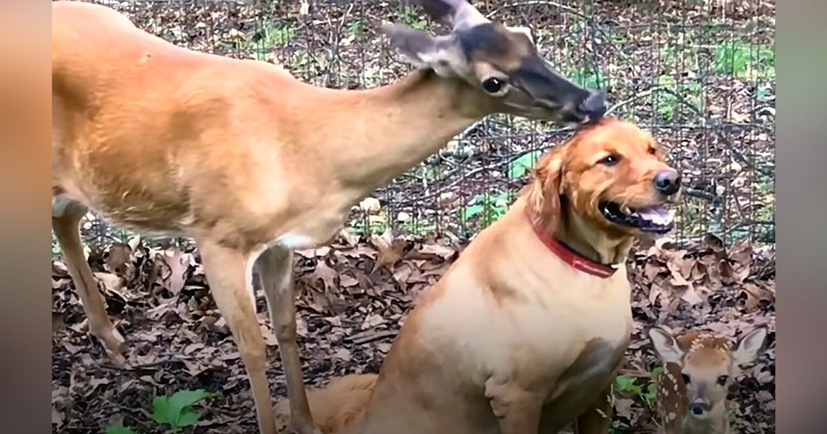 Deer who’s been best friends with dog for 11 years brings her babies to ...