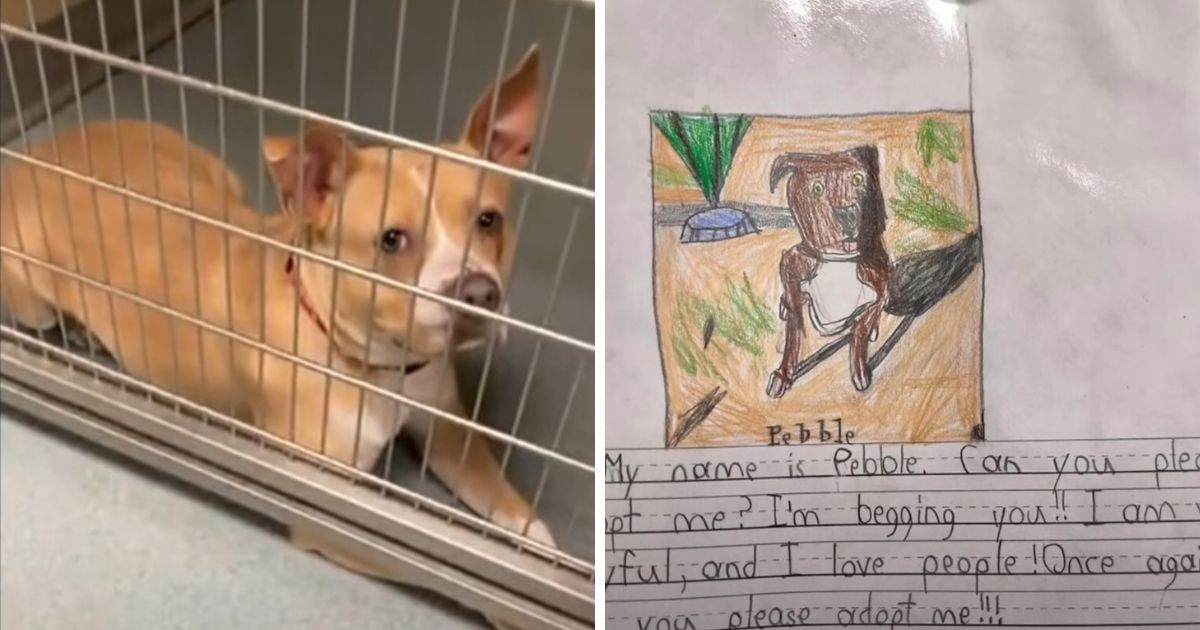 22 Shelter dogs find forever homes thanks to 2nd-grade writing assignment