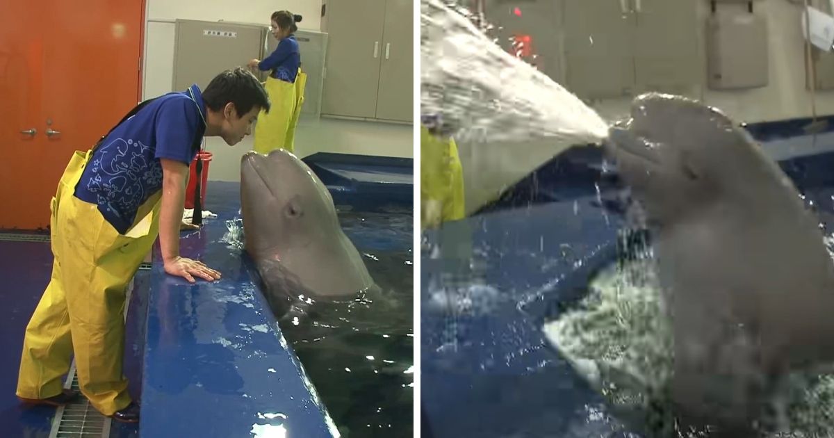 Whale falls in love with zoo keeper and now they have the most adorable ...