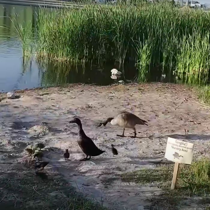 Hilarious video shows “gangsta goose” chasing down residents to protect ...