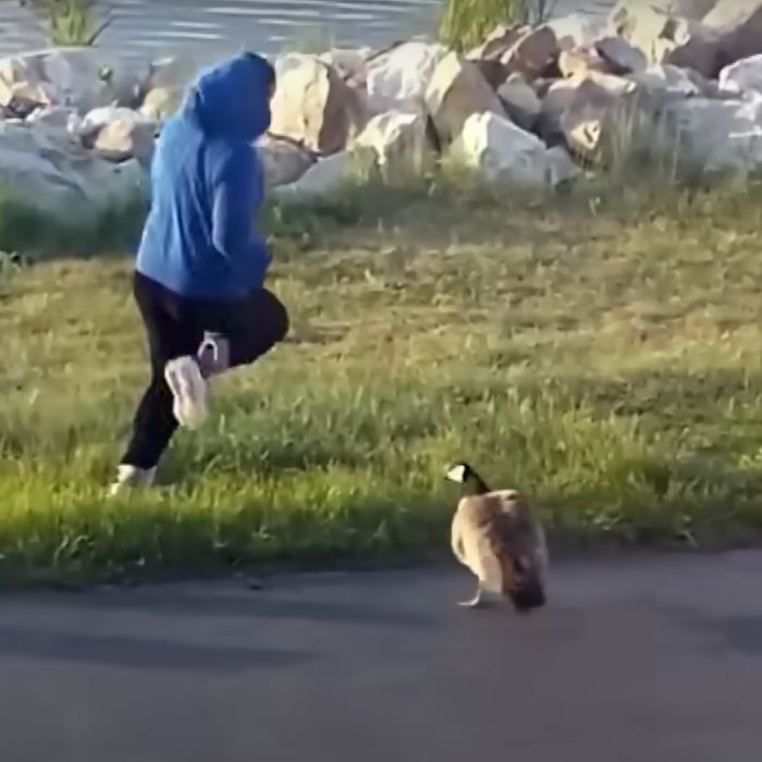 Hilarious video shows “gangsta goose” chasing down residents to protect ...