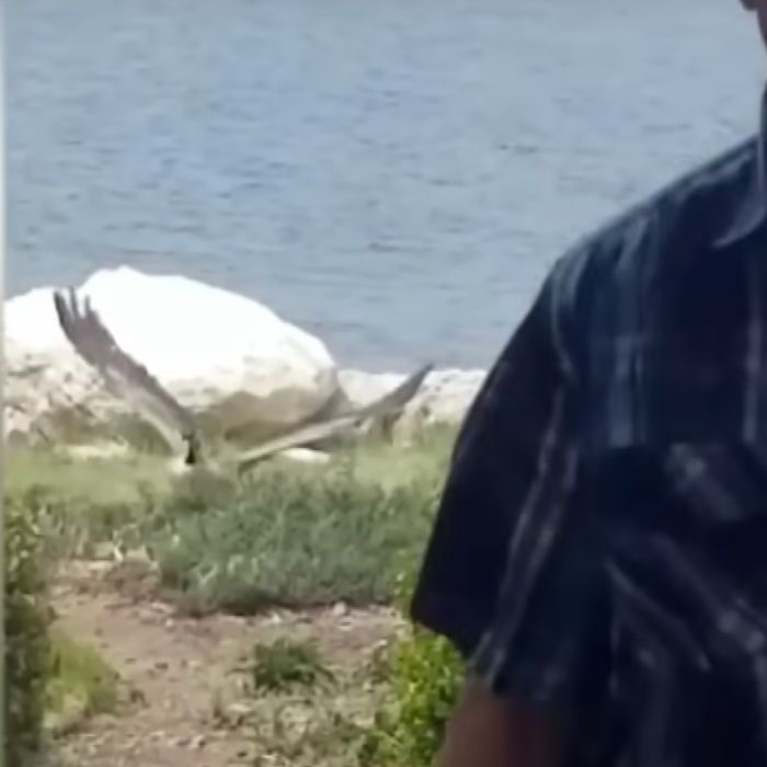 Hilarious video shows “gangsta goose” chasing down residents to protect ...