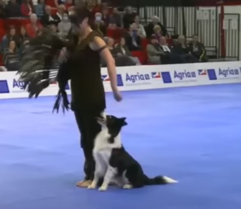 Border Collie steals hearts and wins World Champtionship with dance