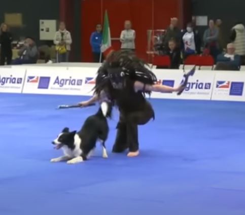 Border Collie steals hearts and wins World Champtionship with dance