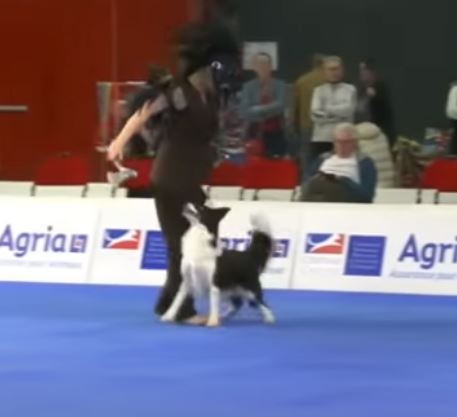 Border Collie steals hearts and wins World Champtionship with dance
