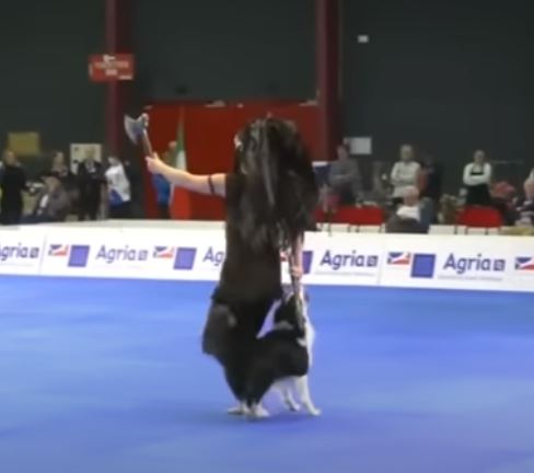 Border Collie steals hearts and wins World Champtionship with dance