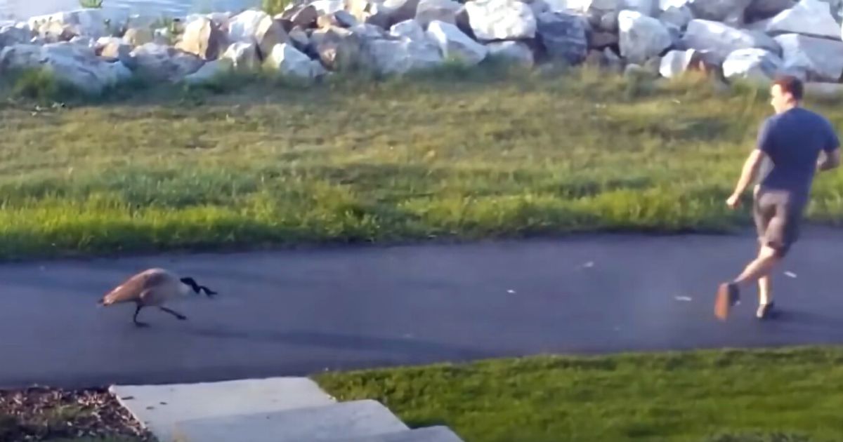 Hilarious video shows “gangsta goose” chasing down residents to protect ...