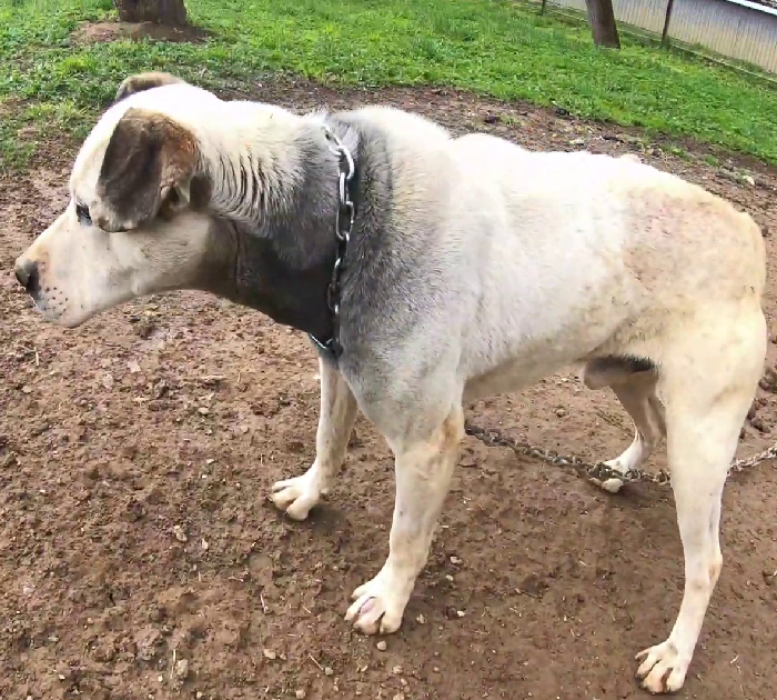 Dog who spent whole life on heavy chain grabs rescuer’s hand