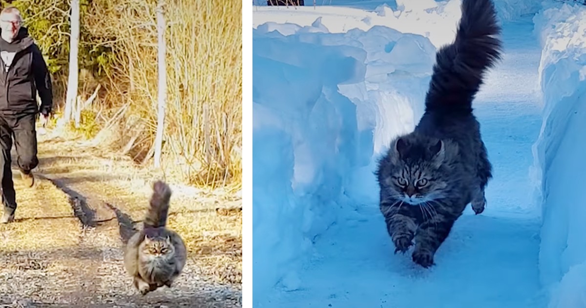 Cat races with dad and showing incredible leaping skills