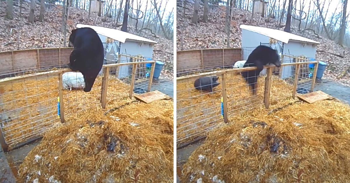 Hungry black bear investigates pig pen and quickly learns they’re not ...