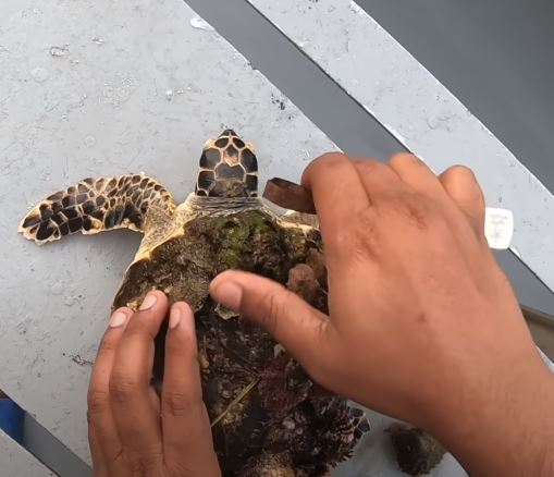 Rescuers help rescue tiny sea turtle covered in barnacles