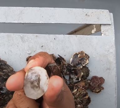 Rescuers help rescue tiny sea turtle covered in barnacles