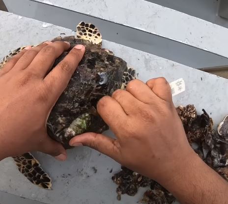 Rescuers help rescue tiny sea turtle covered in barnacles