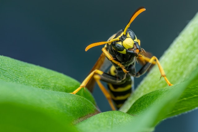 Man shows how he removes a giant parasite from inside of a hornet