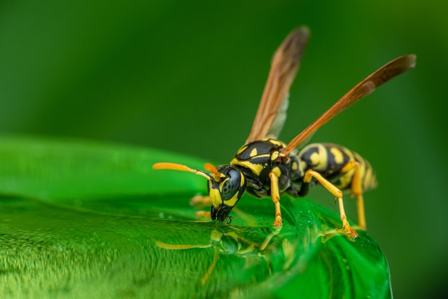 Man shows how he removes a giant parasite from inside of a hornet