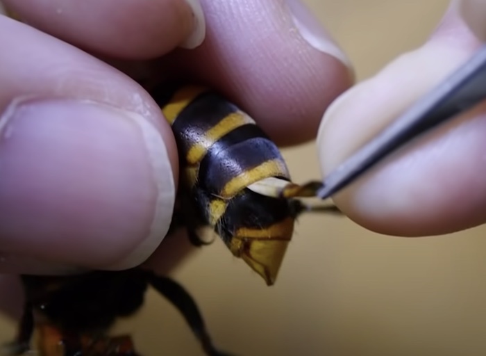Man shows how he removes a giant parasite from inside of a hornet
