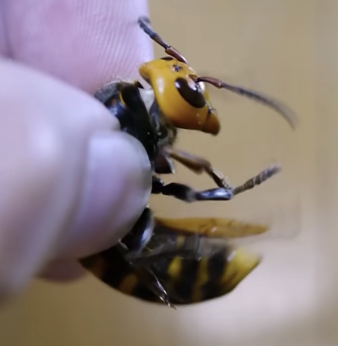 Man shows how he removes a giant parasite from inside of a hornet