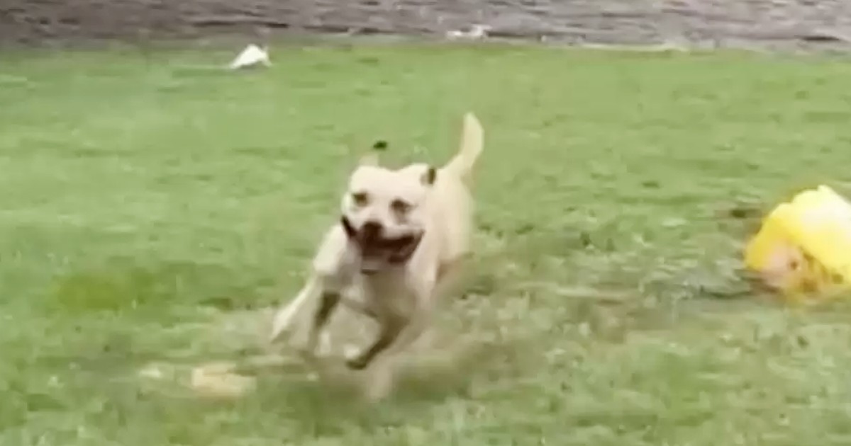 Rescue dog does‘happy dance’ in the rain after 175 days stuck in shelter