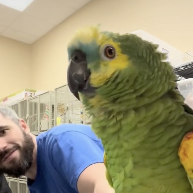 Sassy parrot has vet tech in laughter during nail trim
