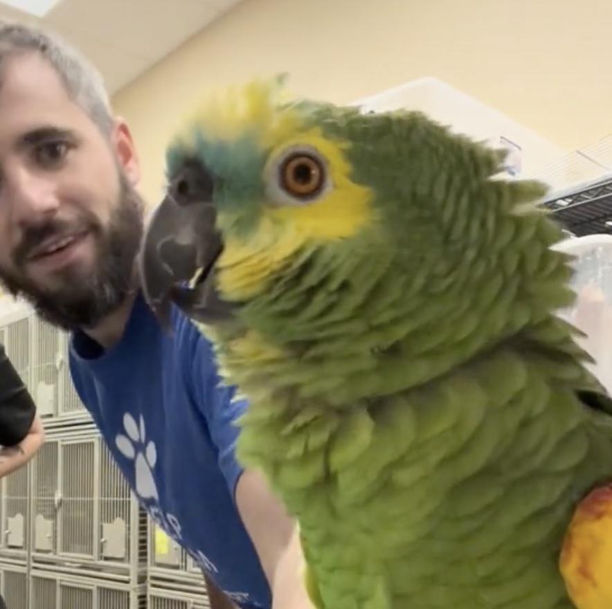 Sassy parrot has vet tech in laughter during nail trim