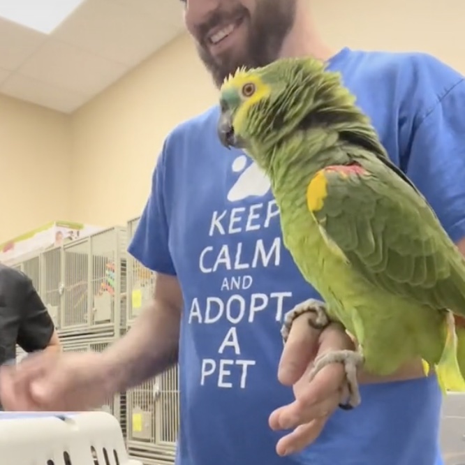 Sassy parrot has vet tech in laughter during nail trim