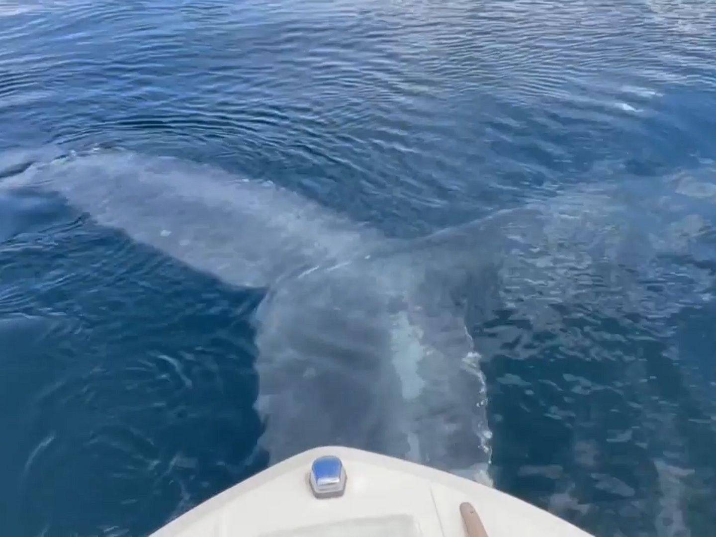 Women have a once-in-a-lifetime encounter with a giant humpback whale