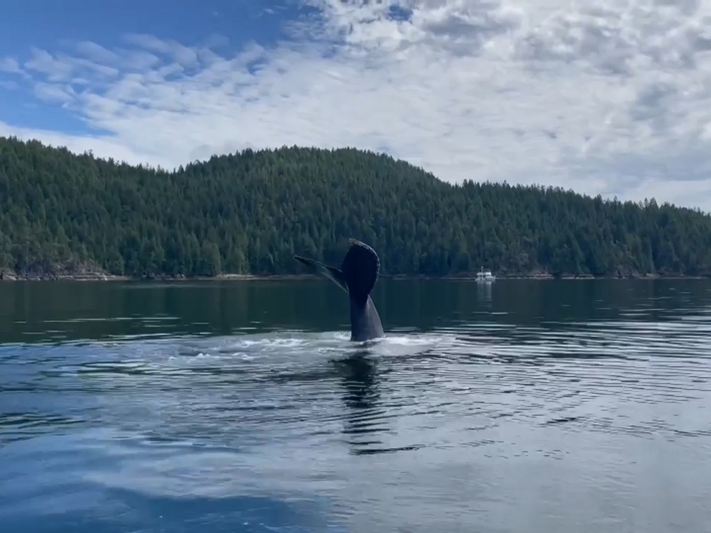 Women have a up-close and personal encounter with a giant humpback whale