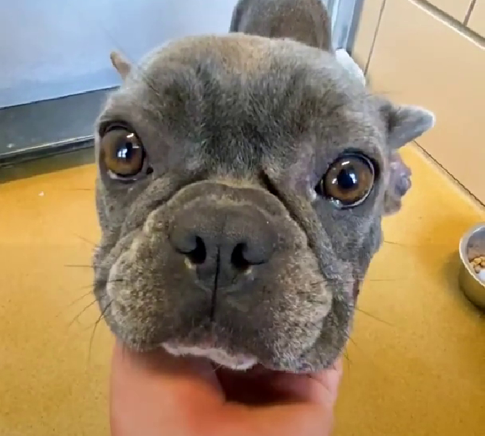 Terrified rescue Frenchie learns how to feel safe and loved for first time
