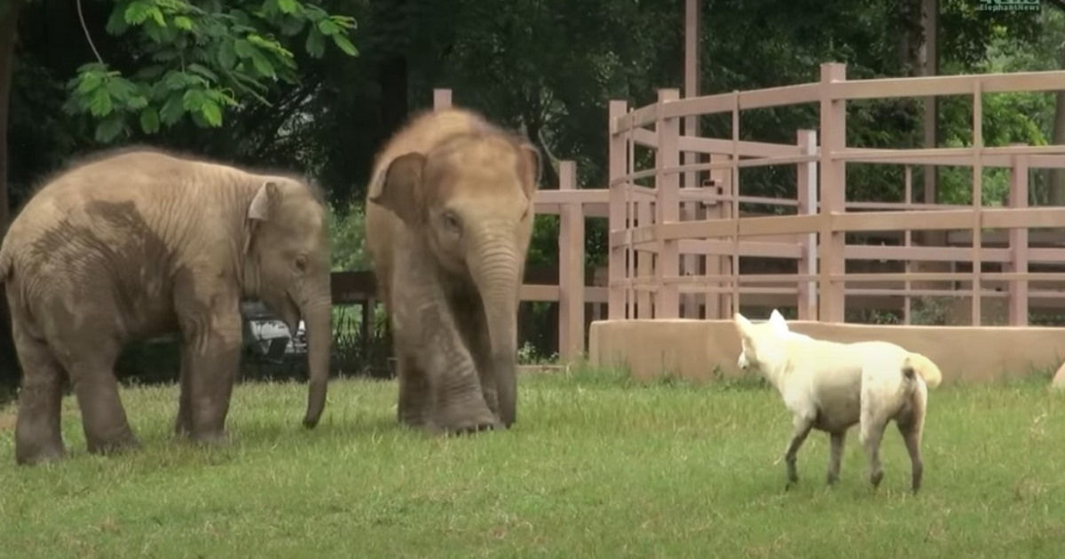 Baby elephants are adorably curious when they spot friendly dog