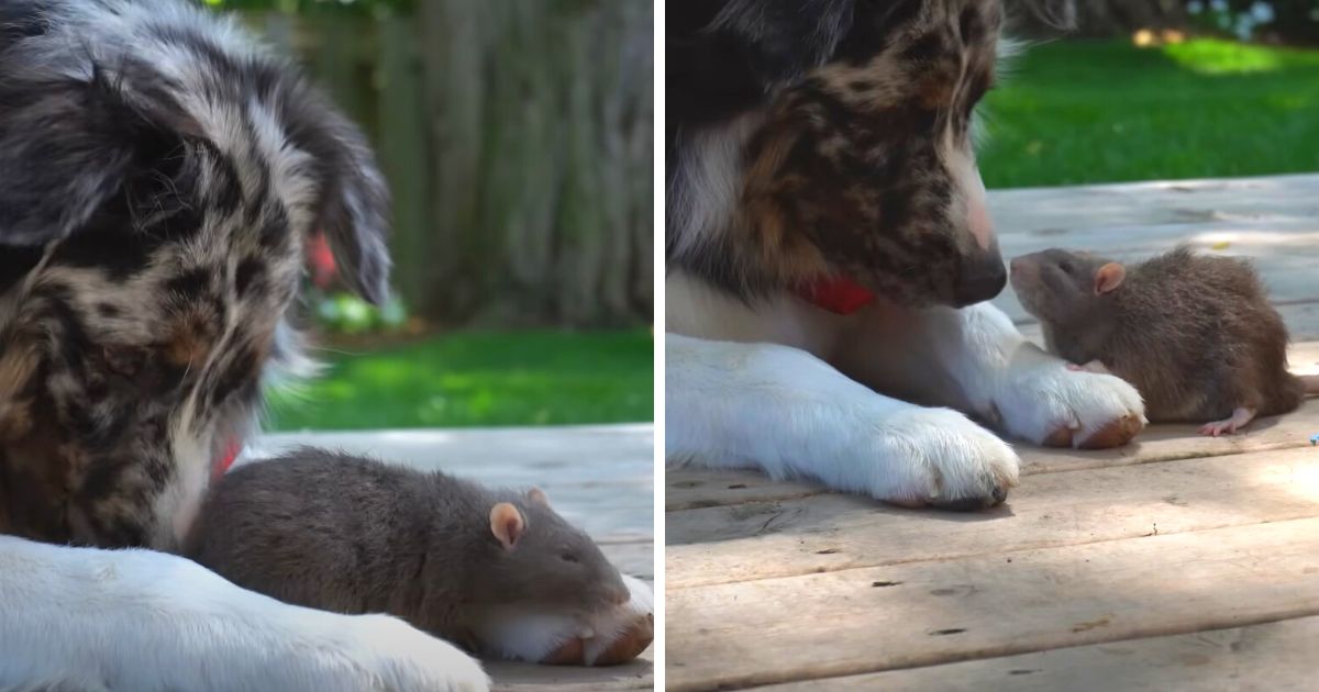 Dog who doesn’t like baths brings his ’emotional support’ rat with him ...