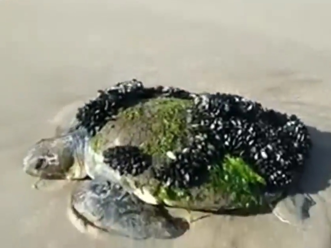Rescuers save turtle that was practically paralyzed because parasites ...