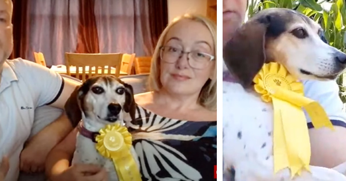 Family’s missing beagle returns home with third-place ribbon from dog show