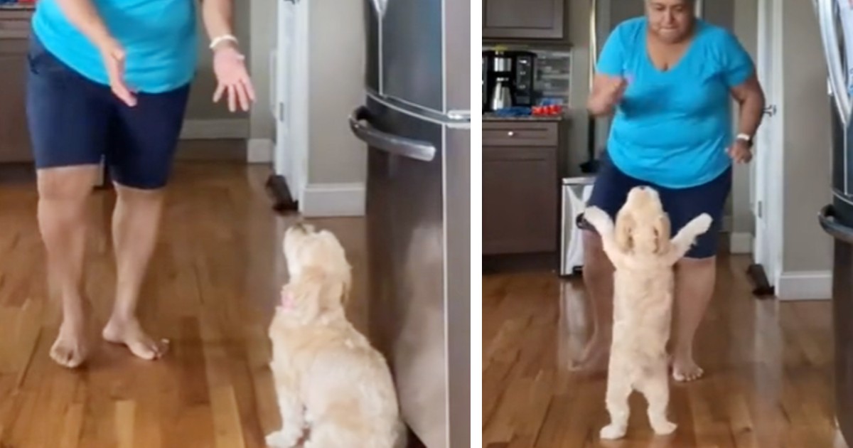 Dog and grandma have adorable dance session together