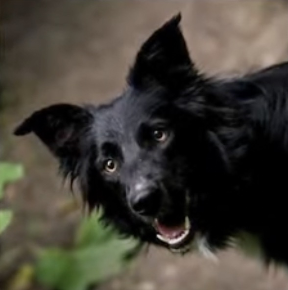 Man waits for help after 70-foot fall in secluded forest then real-life ...