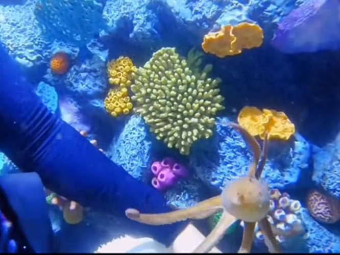 Tiny, sweet octopus adorably demands attention from aquarium worker who ...
