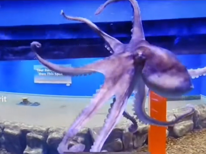Tiny, sweet octopus adorably demands attention from aquarium worker who ...