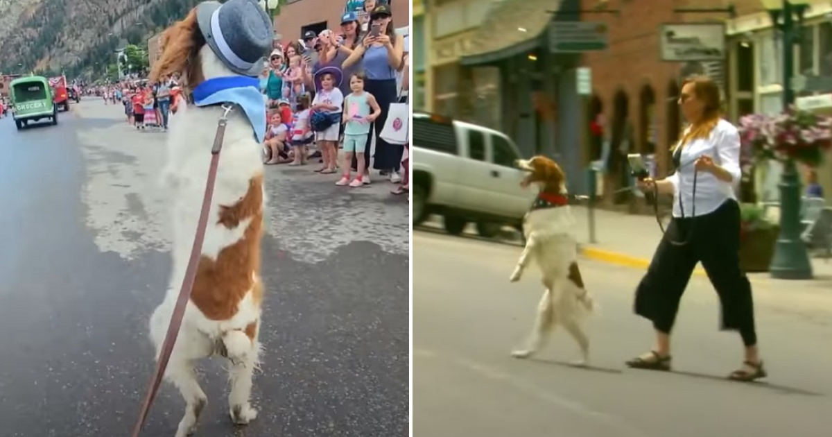3-legged dog overcomes hurdle and walks upright like a person