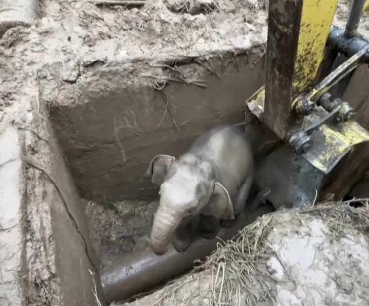 Elephant and her calf are rescued from manhole then rescuers perform ...