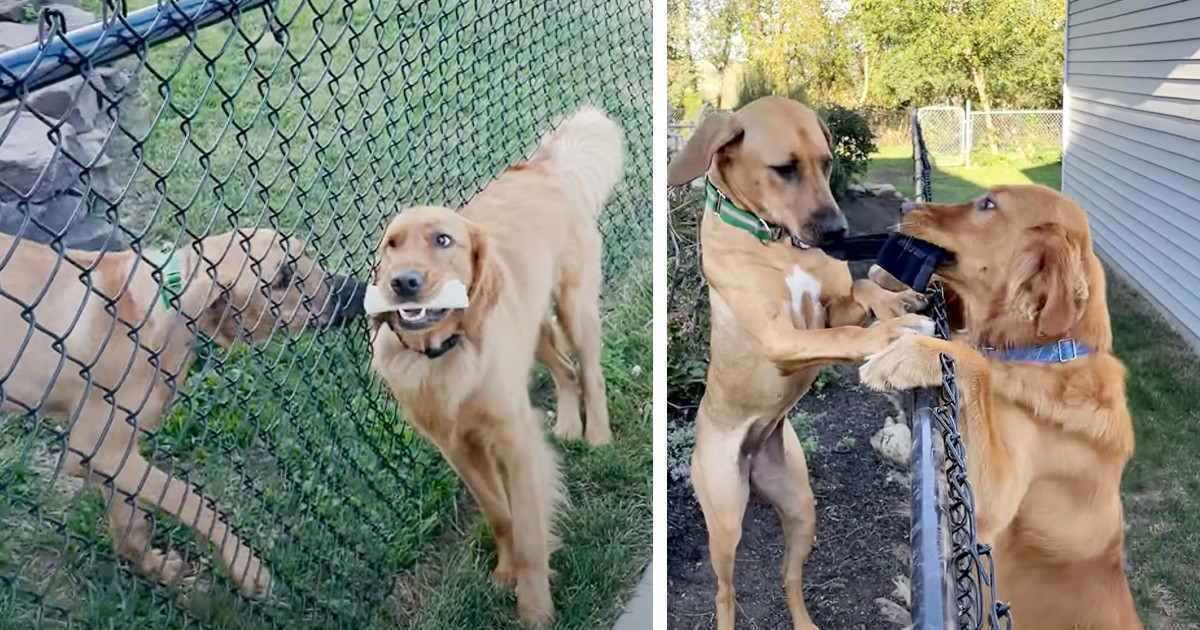 Dogs only visited through the fence until the day neighbors opened up ...