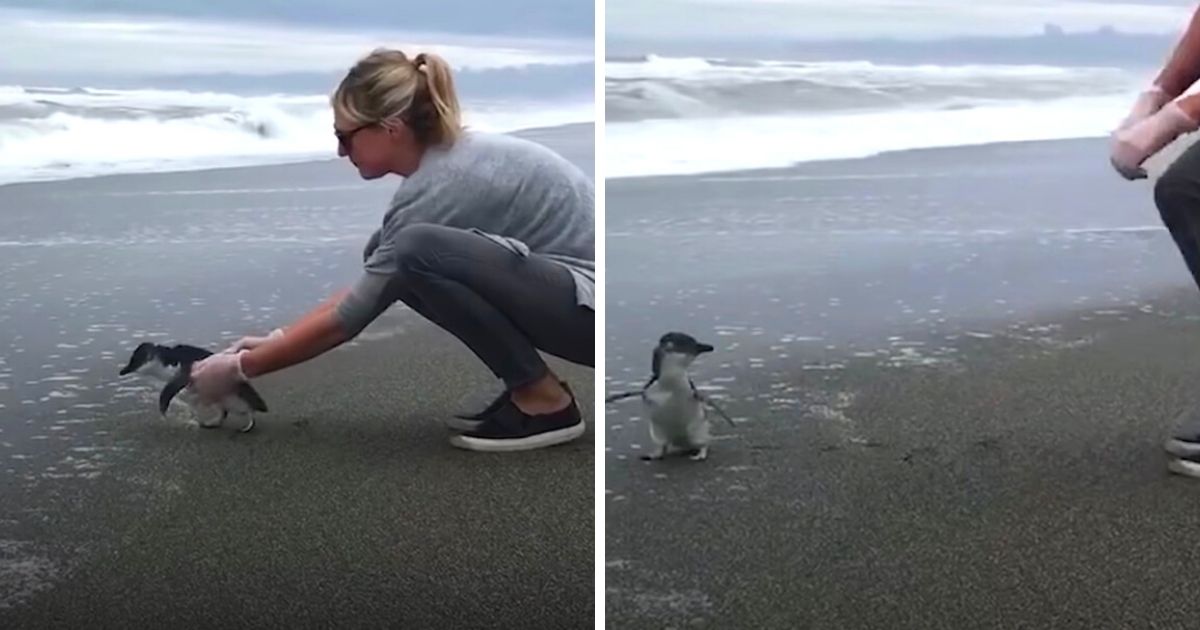 Tiny blue penguine melts nearly 4 million hearts with sweet ‘goodbye ...