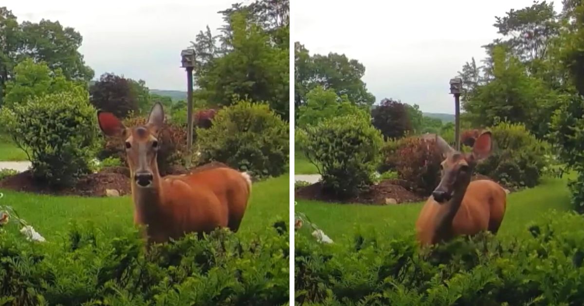 Homeowner uses Ring camera to have chat with deer munching on bushes