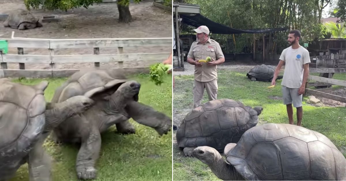 Man gets high-five from 104-year-old tortoise, the biggest we’ve ever seen