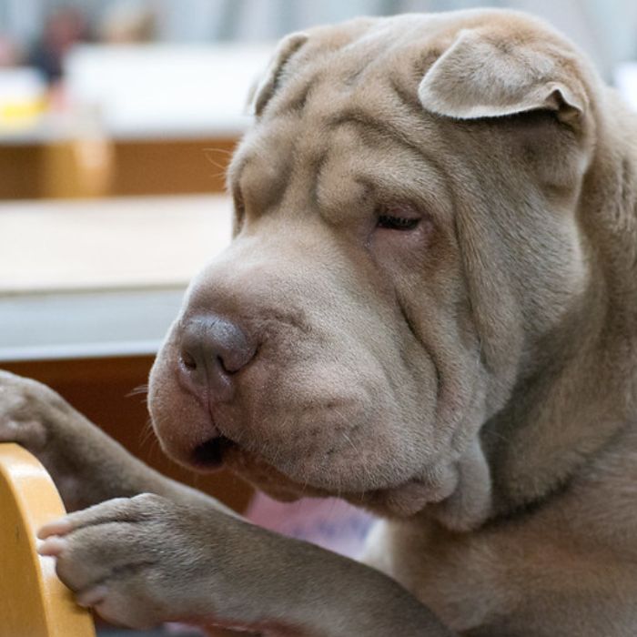 Rescue Shar Pei pup who suffered from eye problems was given a 'face ...