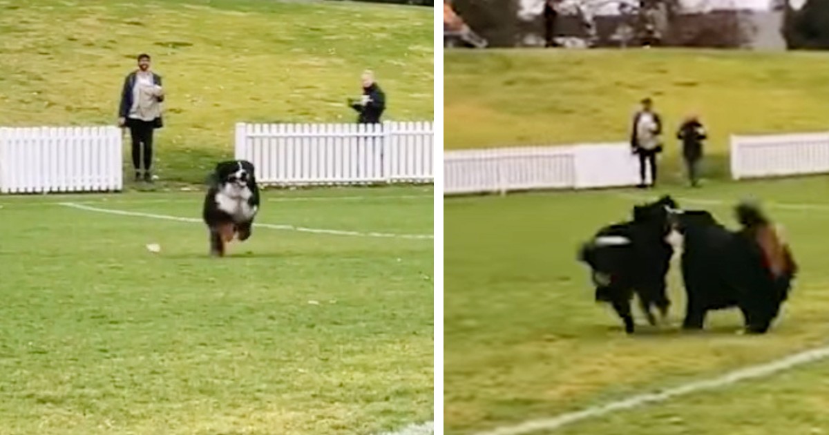 Two Berners are completely overjoyed to be reunited after weeks apart