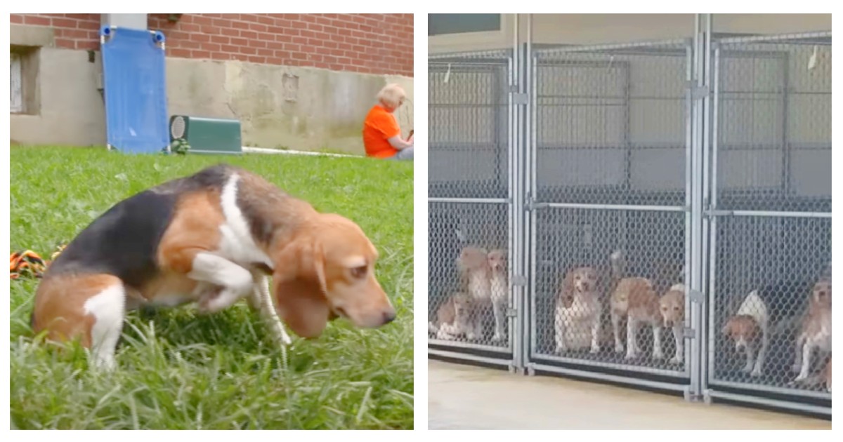 4,000 beagles that have never touched grass, played with a toy or been ...