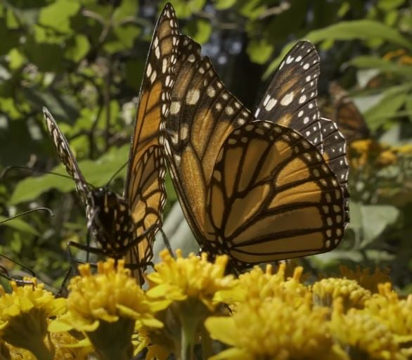 Listen to millions of monarch butterflies make one of the most rare ...