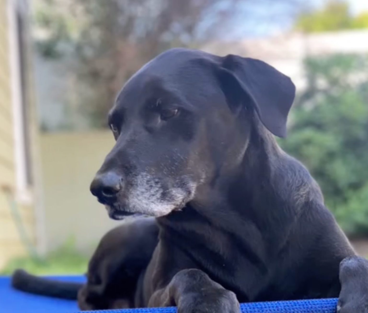 Deer creates special bond with dog over fence and comes back every day ...