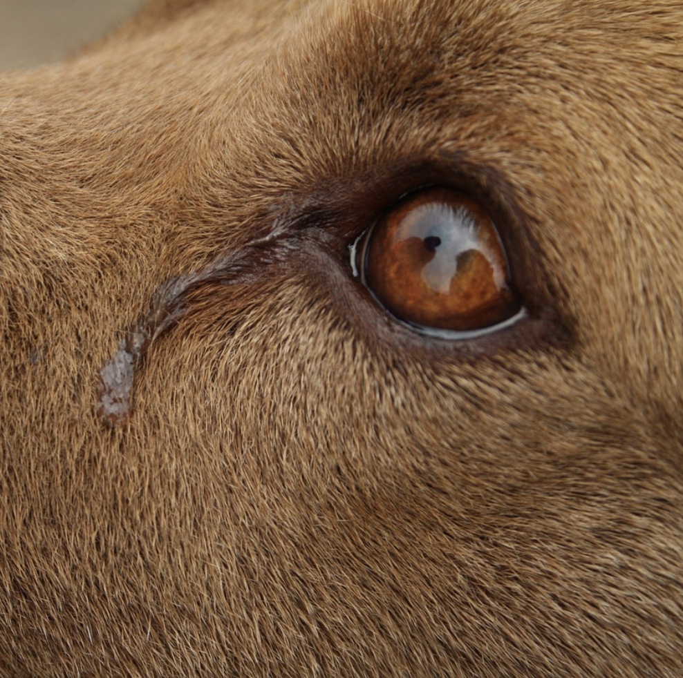 Study says dogs love their humans so much they ‘cry happy tears’ when ...