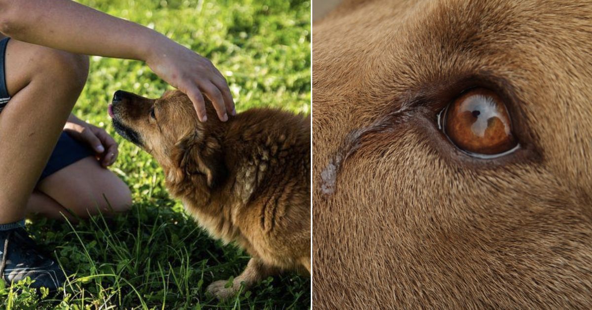 Study says dogs love their humans so much they ‘cry happy tears’ when ...